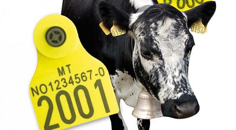 En ny generasjon øremerker fra OS ID! | Kjøtt- og fjørfebransjens ...